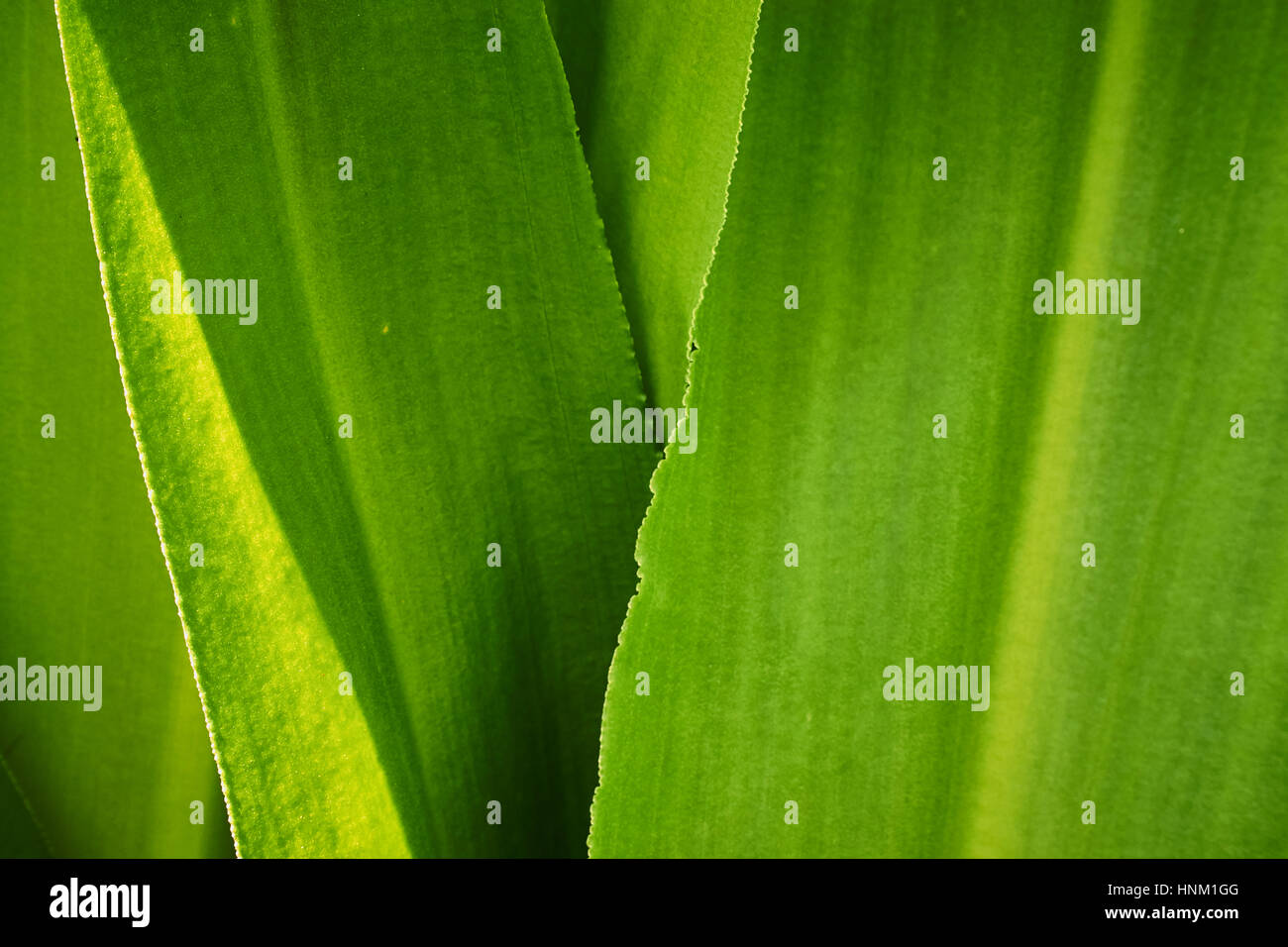 Detail green leaf plant hi-res stock photography and images - Alamy