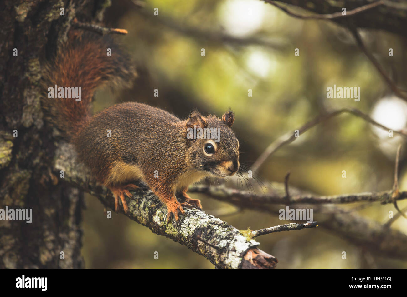 Friendly squirrel in forest Stock Photo - Alamy