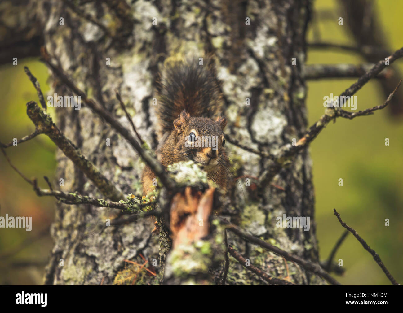 Friendly squirrel in forest Stock Photo - Alamy