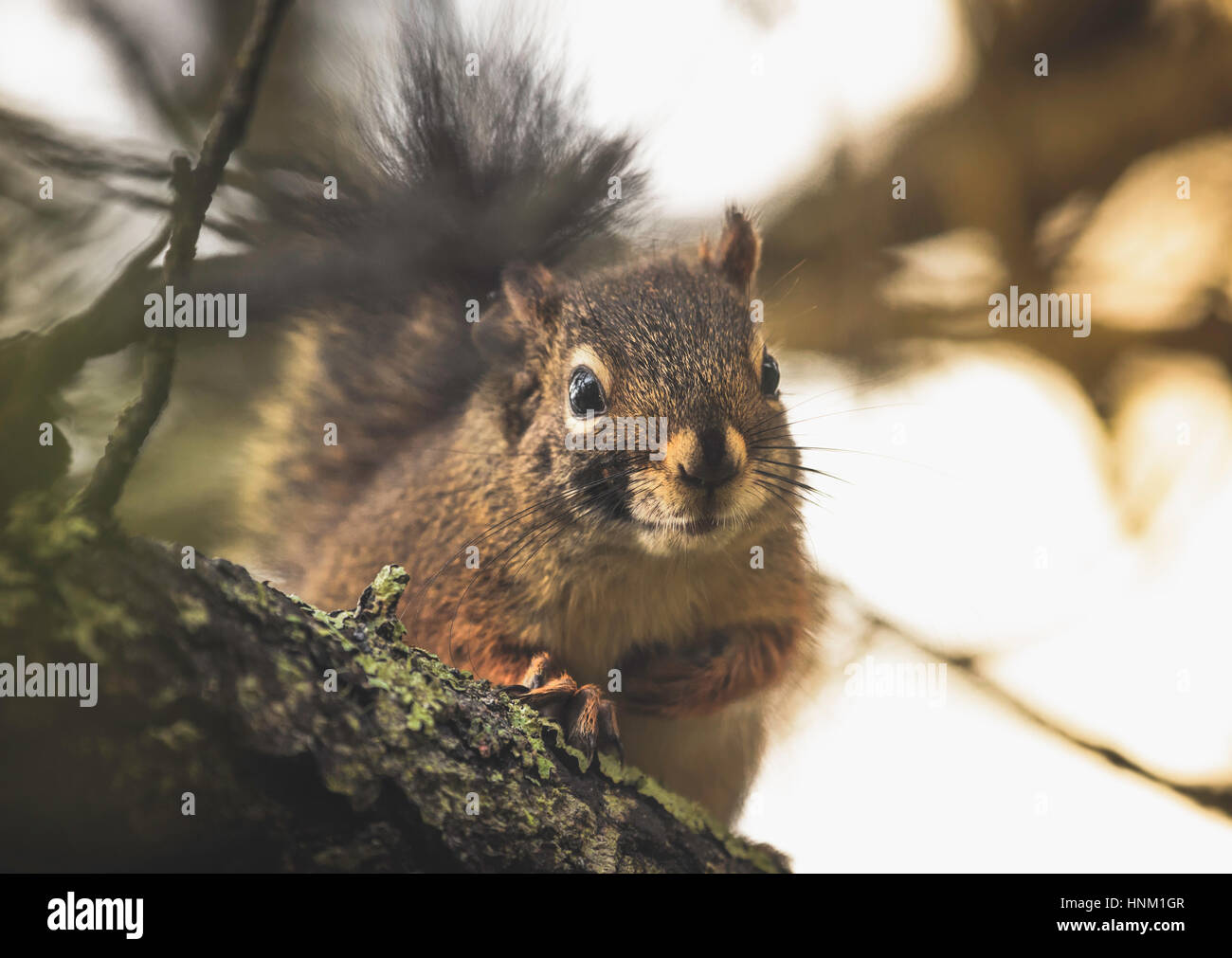 Smiling squirrel introducing himself in forest Stock Photo - Alamy