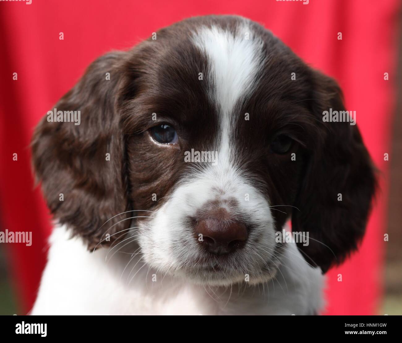 liver and white working type english springer spaniel pet gundog puppy ...