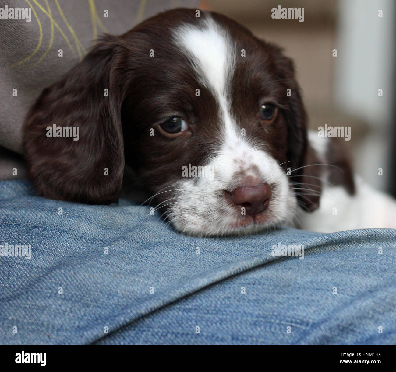 liver and white working type english springer spaniel pet gundog puppy ...