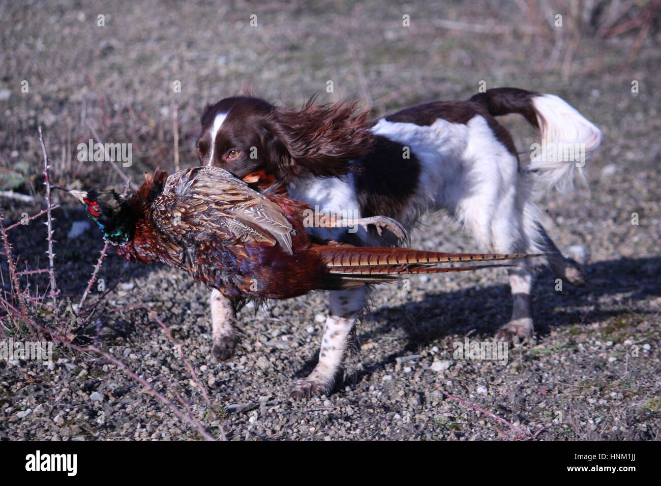 Spaniel carrying pheasant hi-res stock photography and images - Alamy