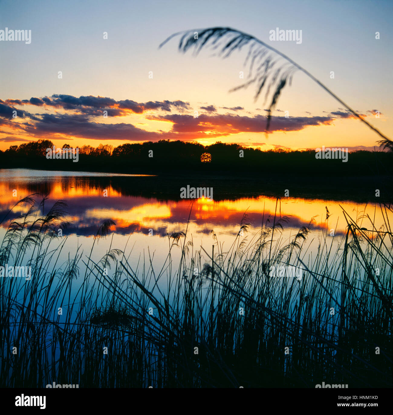 Lake sunset and reeds Stock Photo - Alamy