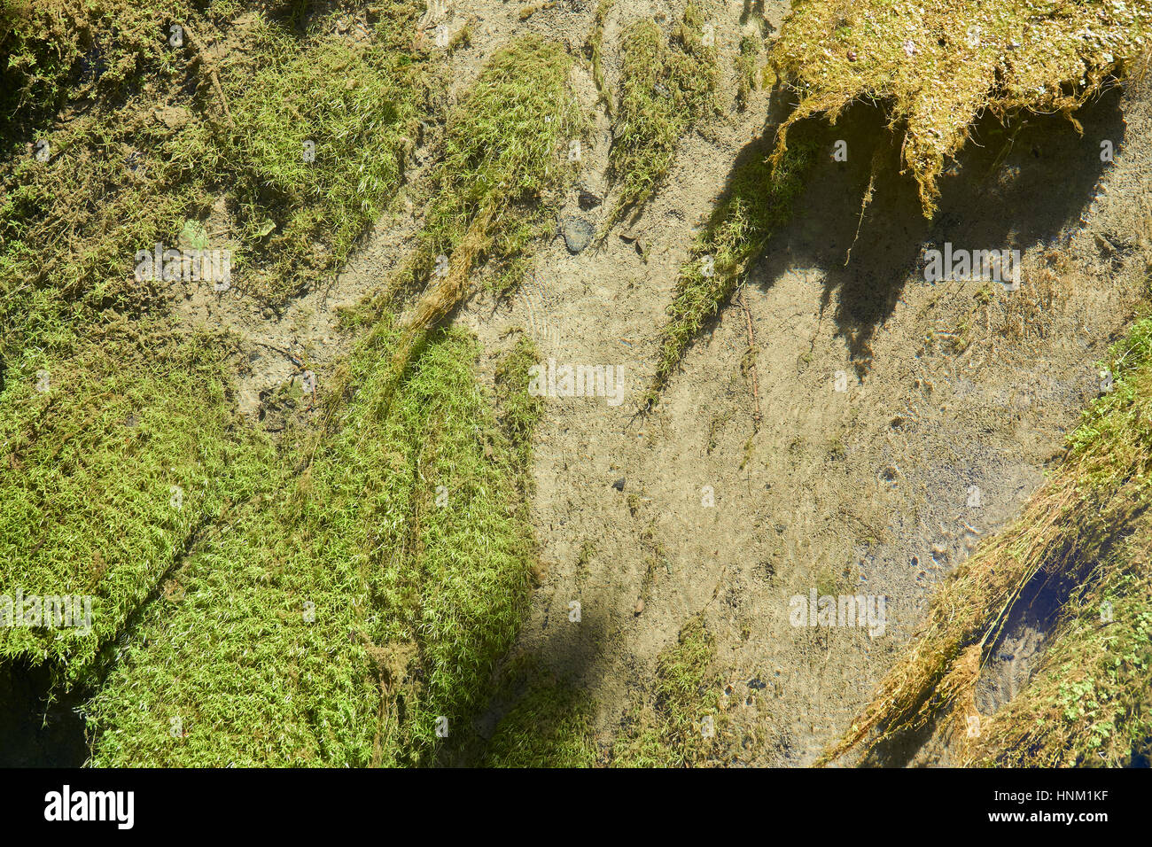 Chalk stream bed with clear water and weed looking from above Stock ...