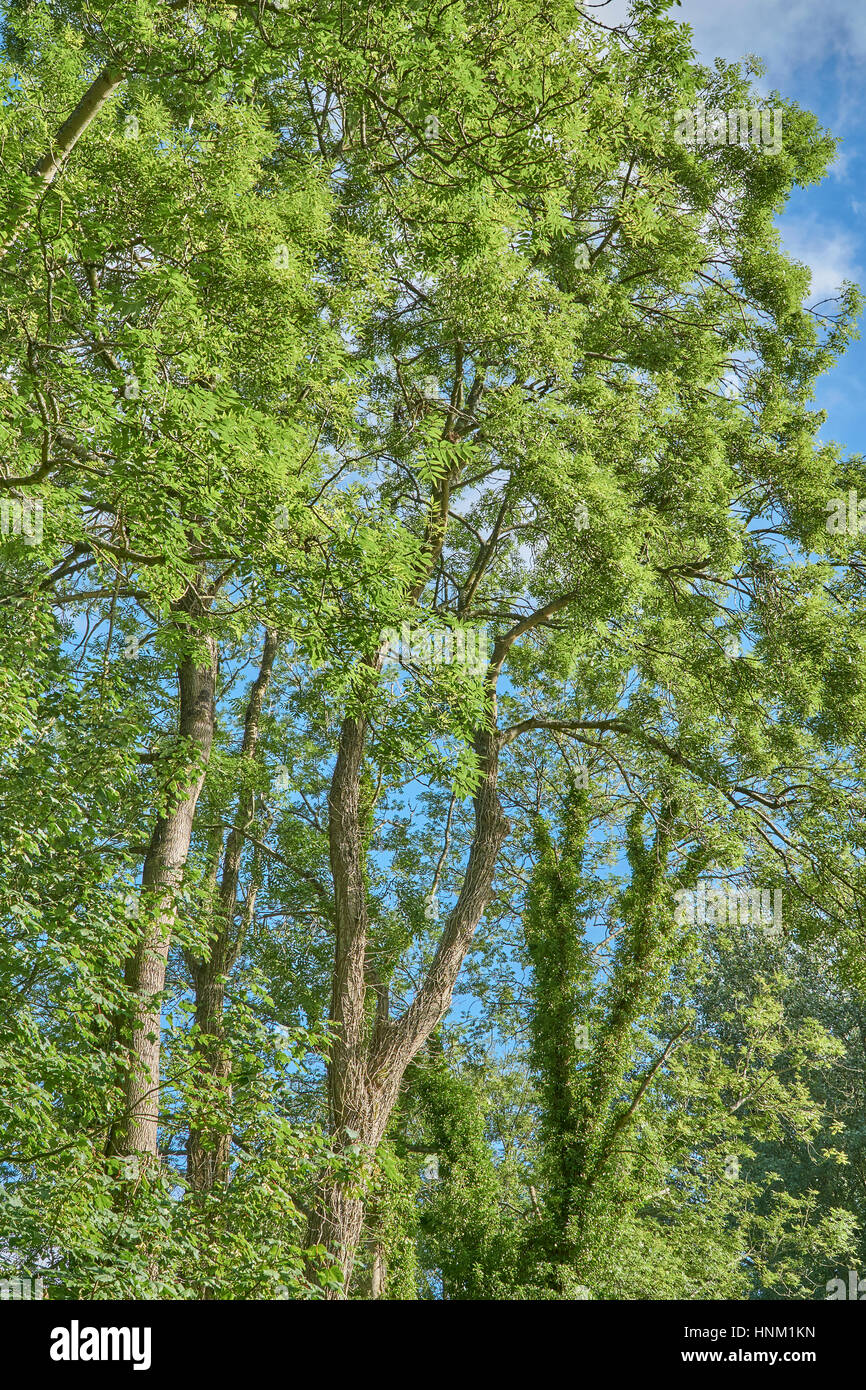 A healthy ash tree canopy in summer leaf Stock Photo - Alamy