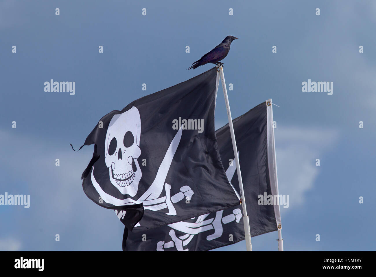 American crow flying hi-res stock photography and images - Alamy