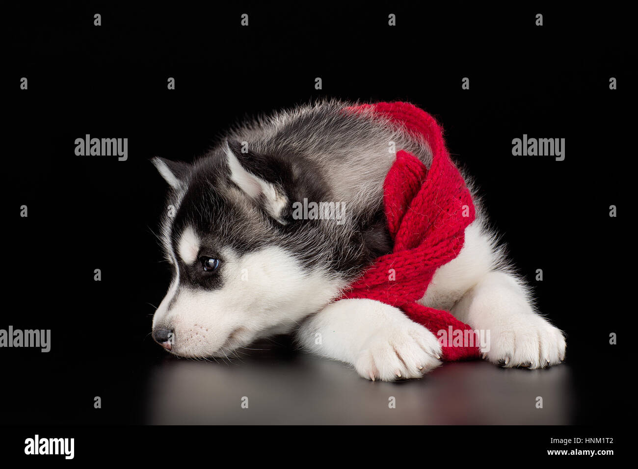 Husky Timber Wolf Puppies