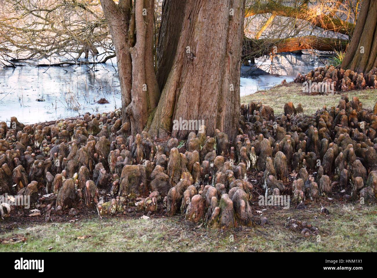 These trees breathe by taking their roots aout of the ground, posing a ...