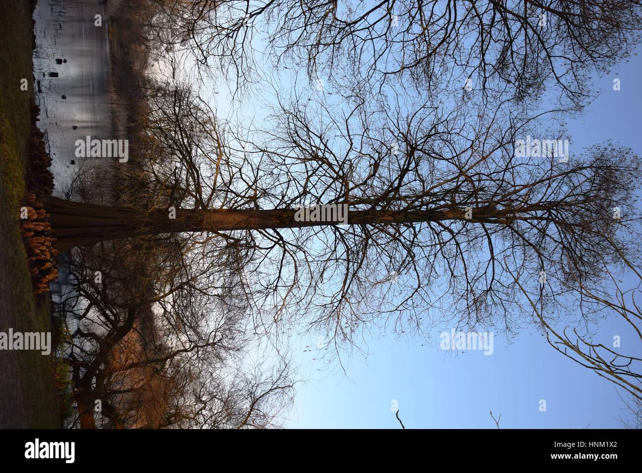 These trees breathe by taking their roots aout of the ground, posing a ...
