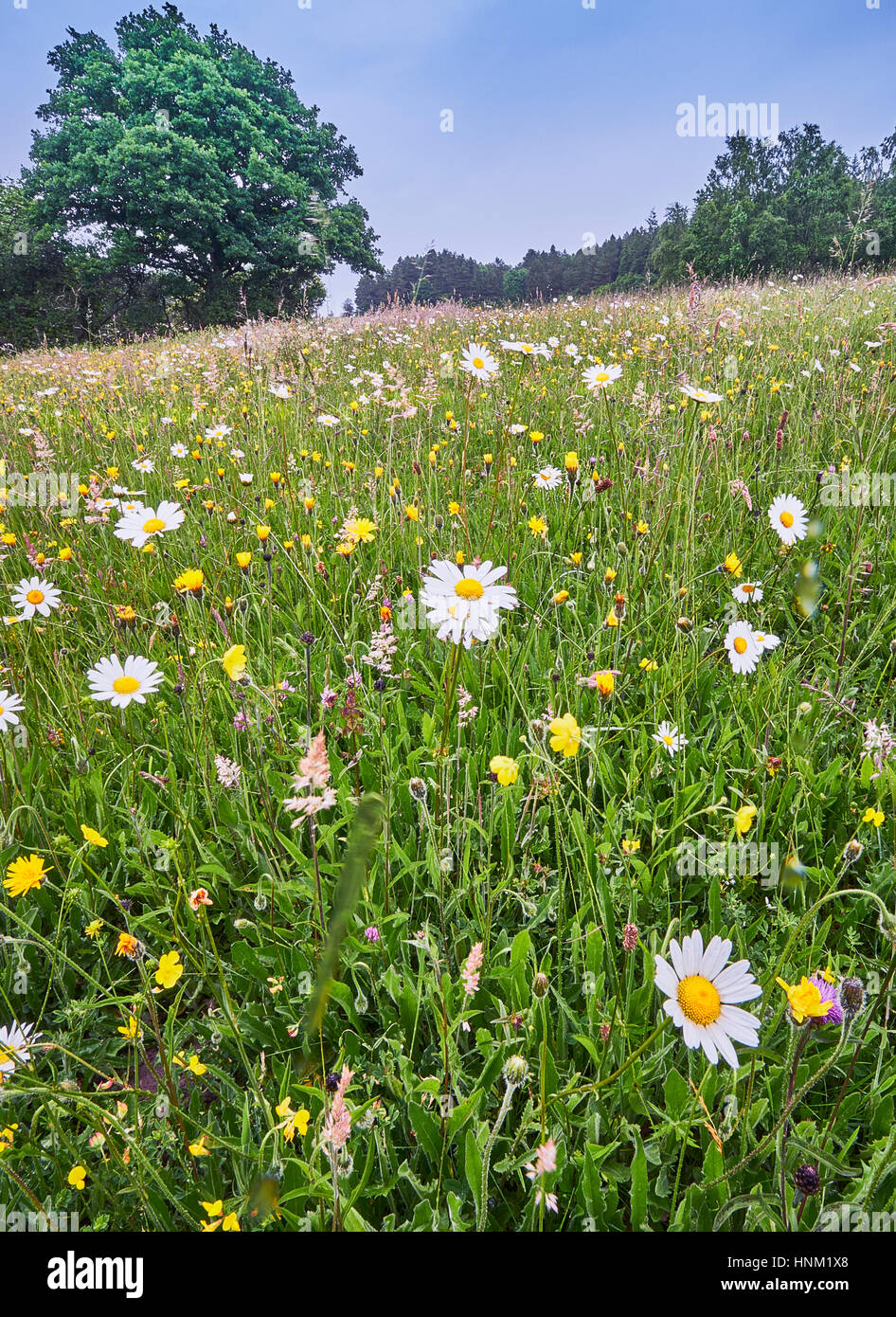 Traditional Wild Flower hay Meadow in the Sussex High Weald Stock Photo ...