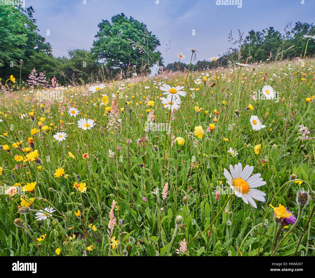 Traditional Wild Flower hay Meadow in the Sussex High Weald Stock Photo ...