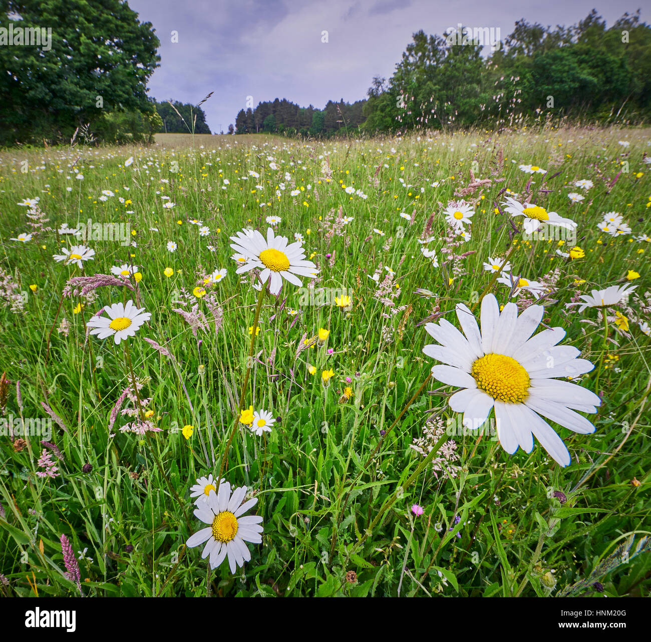 Traditional Wild Flower hay Meadow in the Sussex High Weald Stock Photo ...