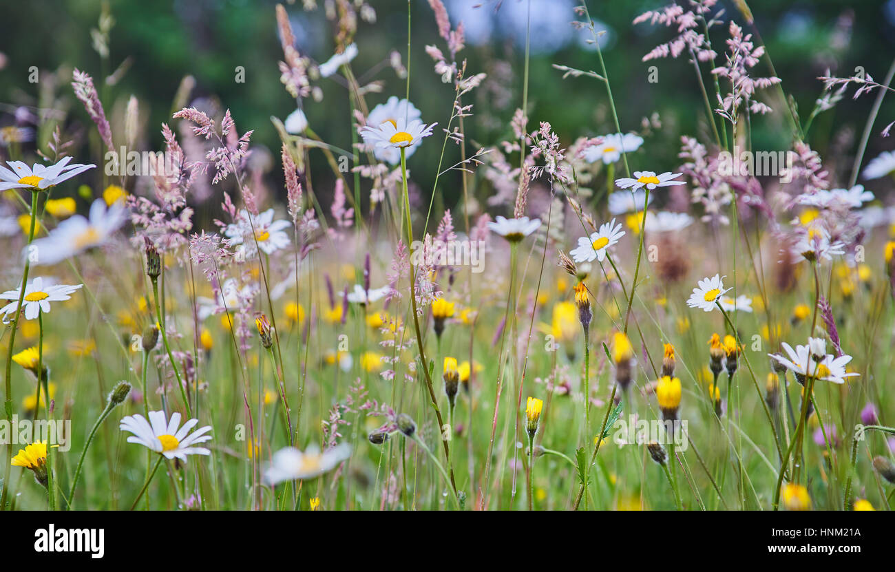 Traditional hay meadow flower hi-res stock photography and images - Alamy
