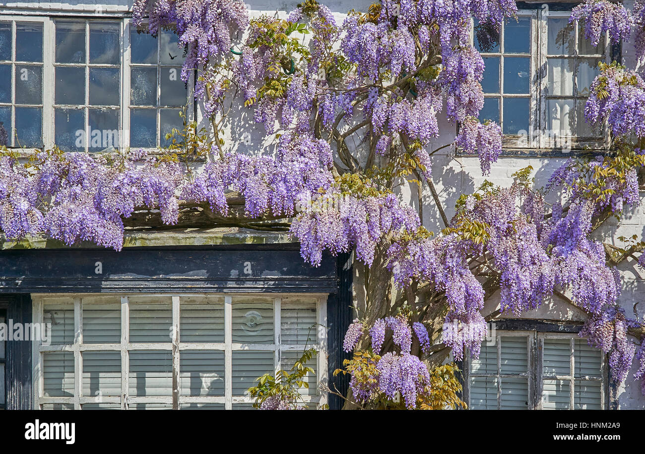 Wisteria Flower High Resolution Stock Photography and Images - Alamy