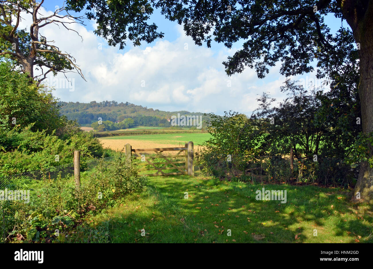 Bucolic England - Cranleigh Farm Near Guilford in Surrey on a warm ...