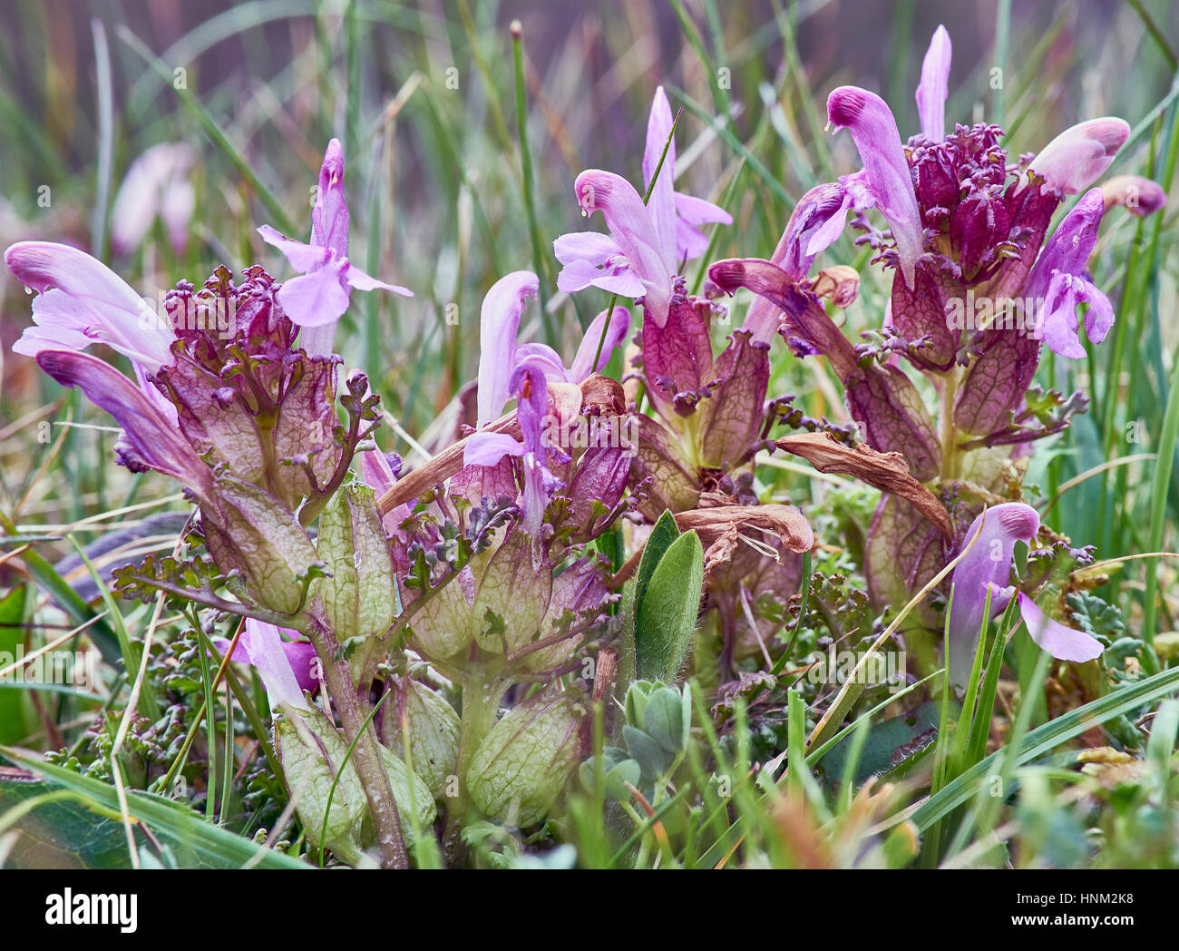 Lousewort Pedicularis sylvatica Stock Photo - Alamy
