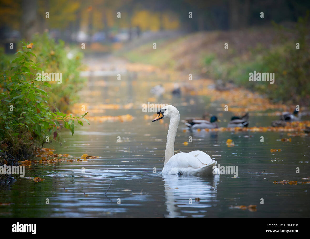 Swan river water hi-res stock photography and images - Alamy