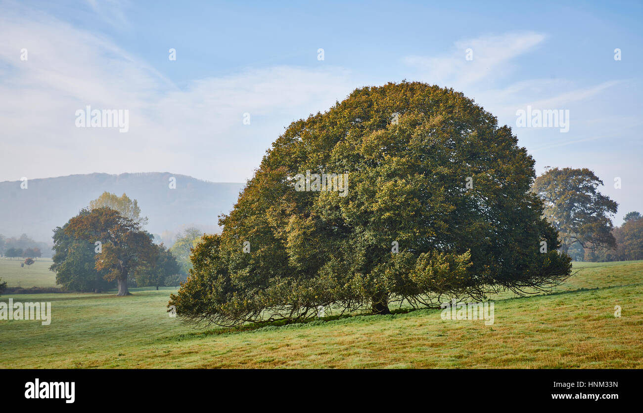 Tree line high hi-res stock photography and images - Alamy