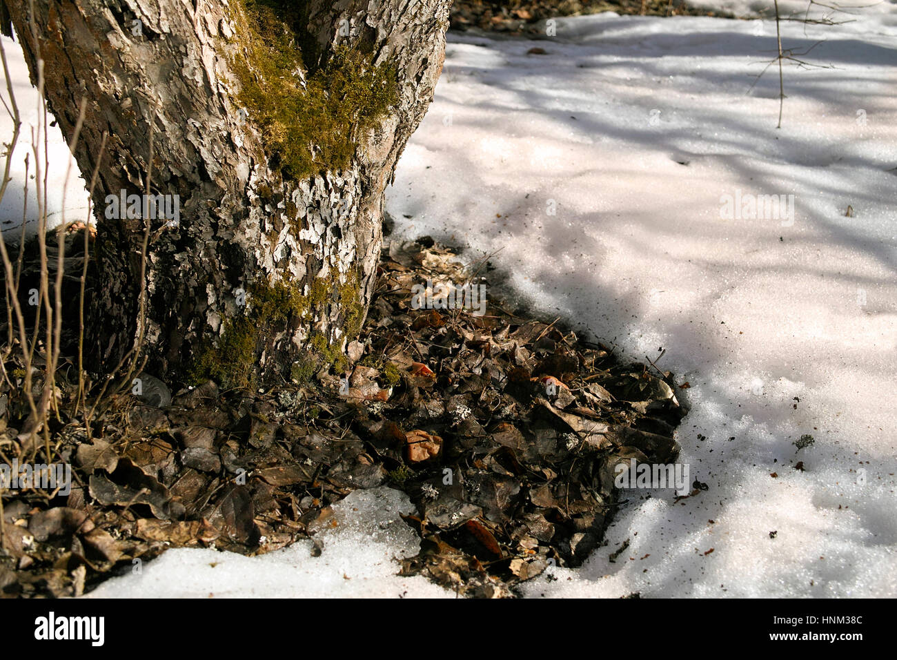 Snow start melting from a low part of a tree body Stock Photo - Alamy
