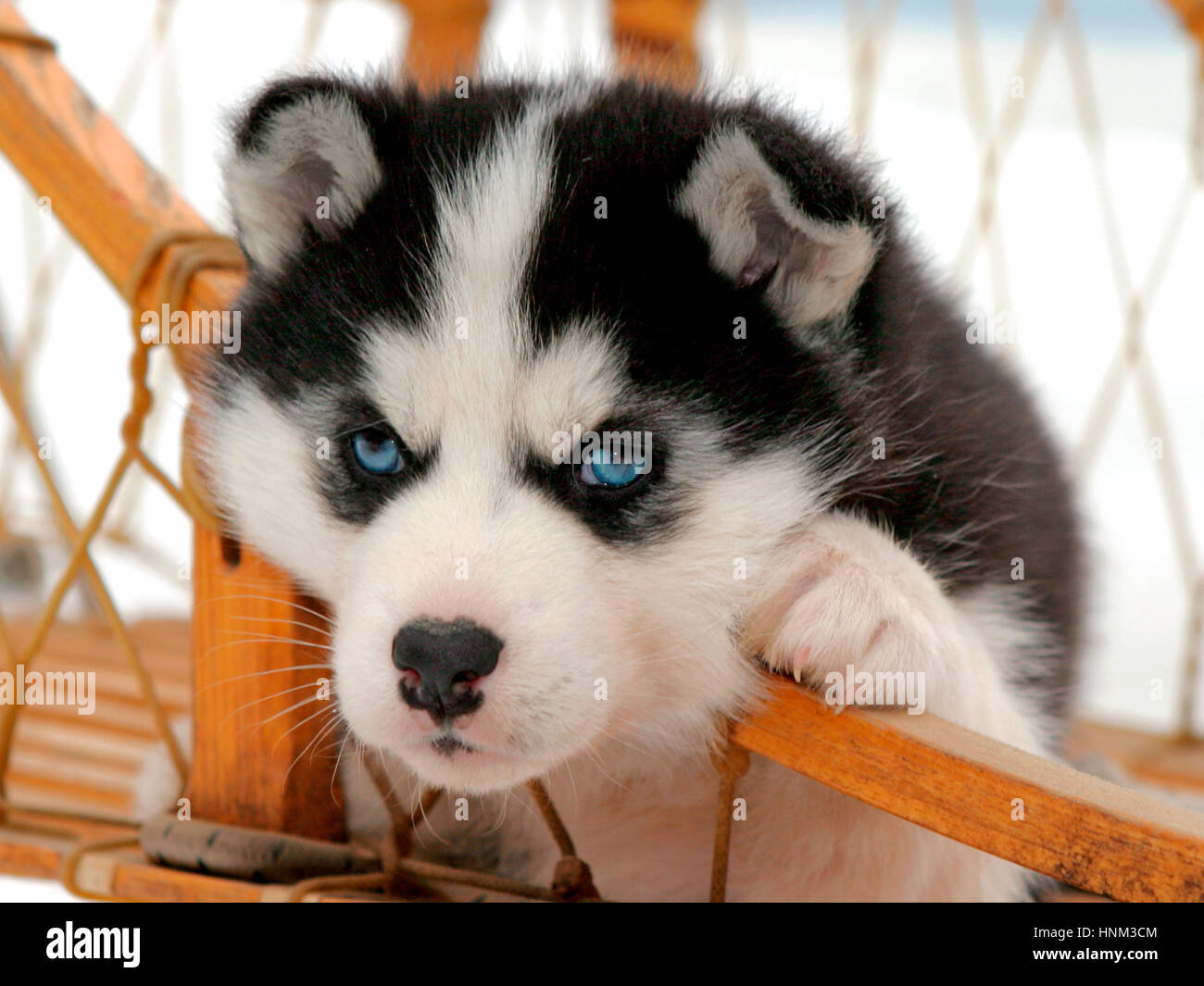 Siberian Husky dog puppy, six week old lying in sled, watching, relaxed ...