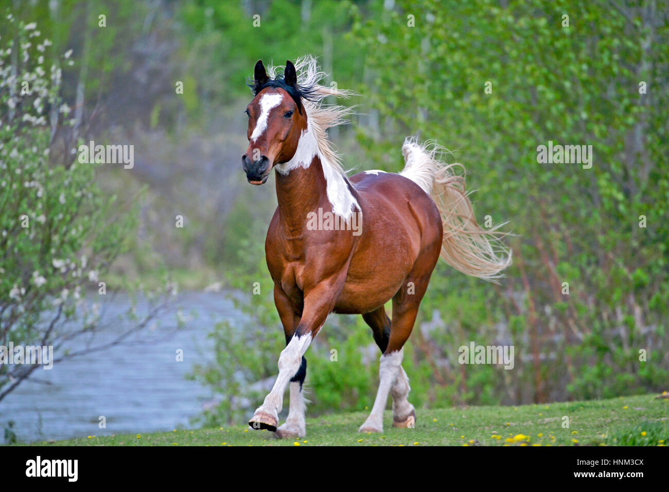 Pinto Arabian Gelding running in spring meadow along river Stock Photo ...