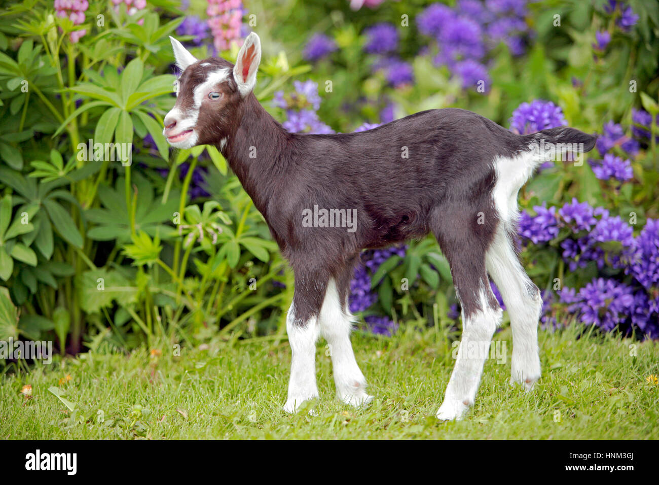 Portrait of cute Baby Goat Kid standing in grass by garden flowers ...
