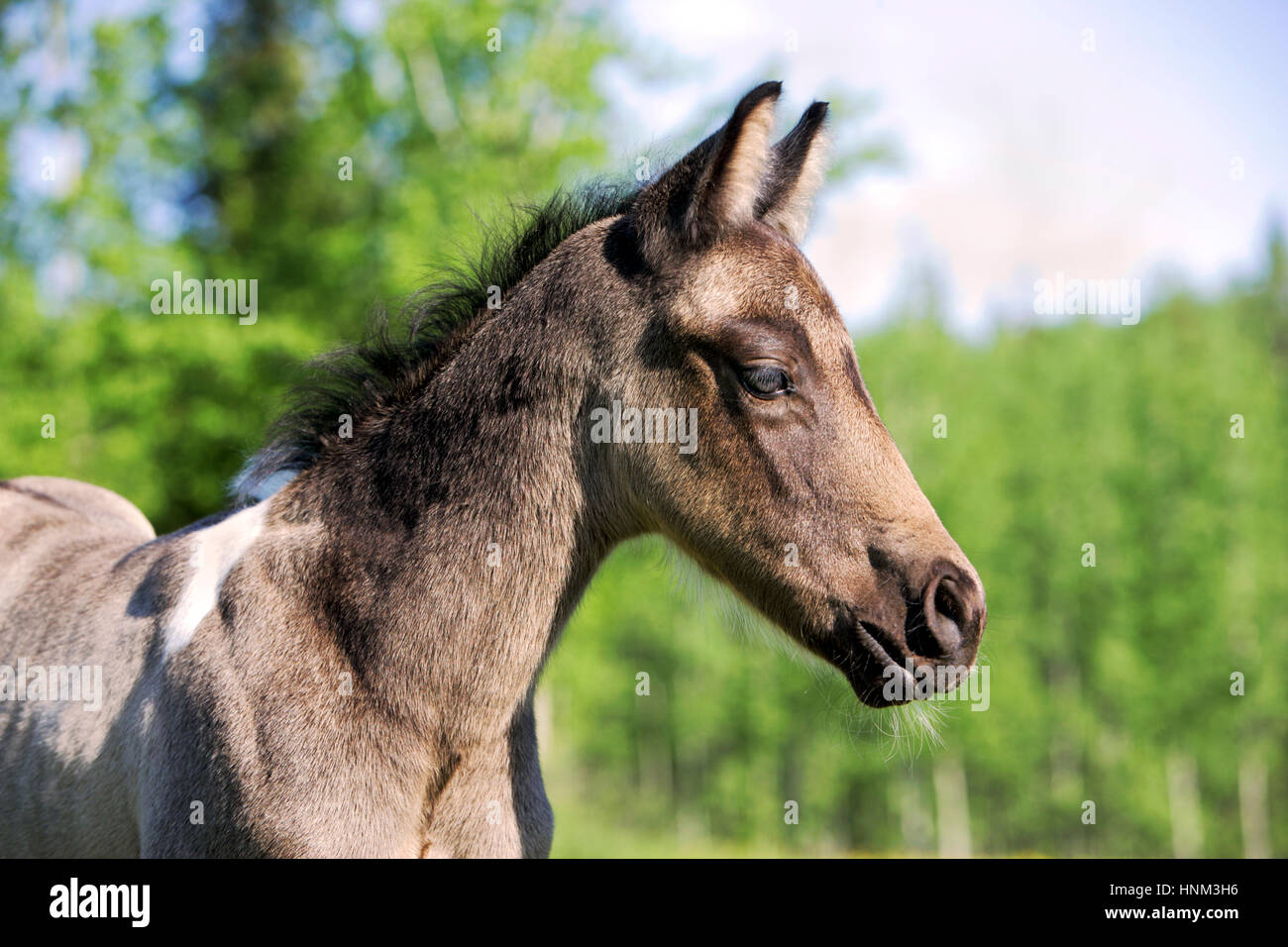 Sooty Buckskin Foal