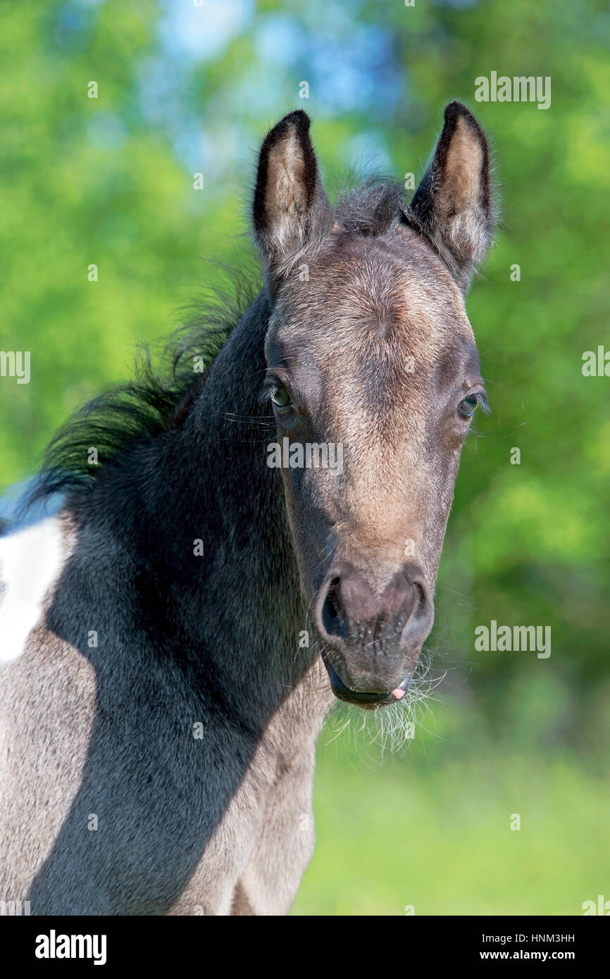 Gray quarter horse hi-res stock photography and images - Alamy