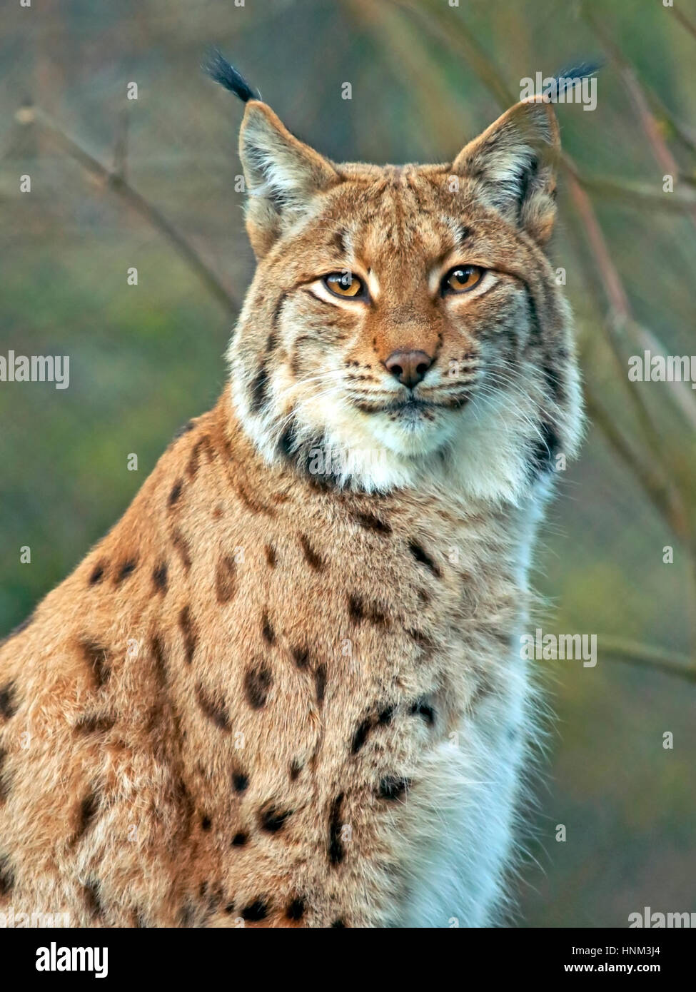Portrait lynx lynx hi-res stock photography and images - Alamy
