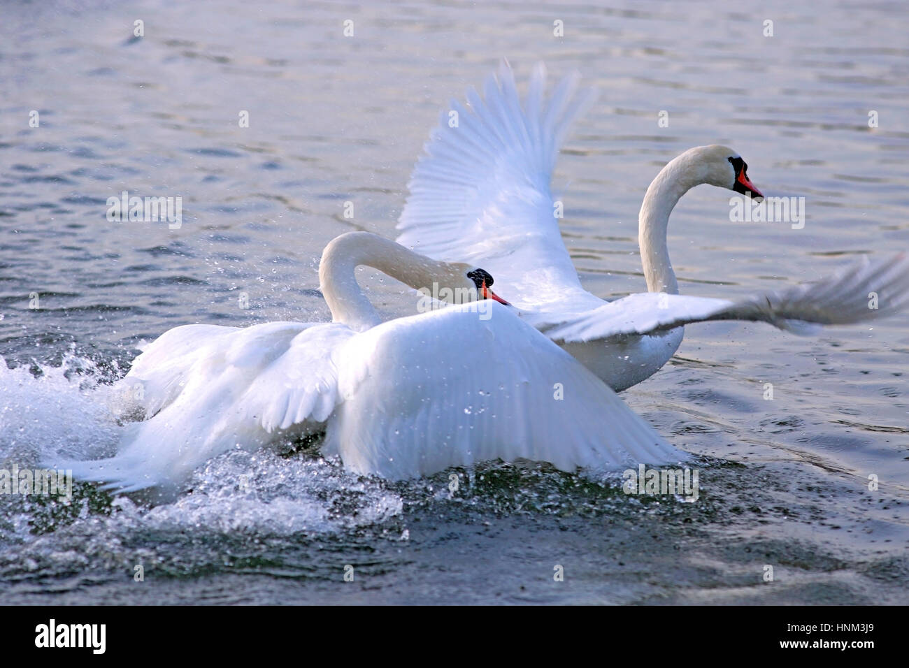 Two adult Mute Swan fighting , chasing each other in the water Stock ...