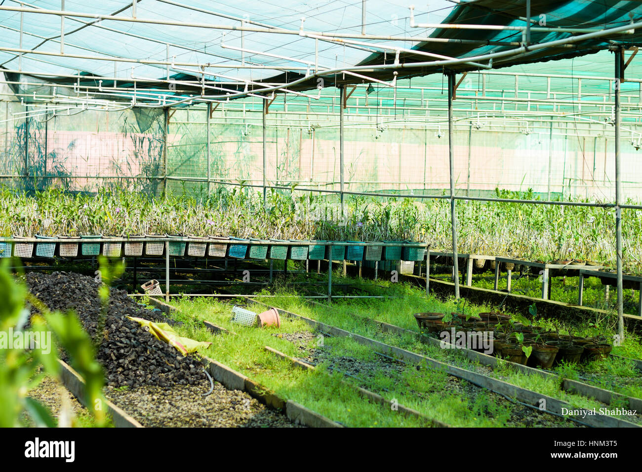 Nature obsession flowers hi-res stock photography and images - Alamy