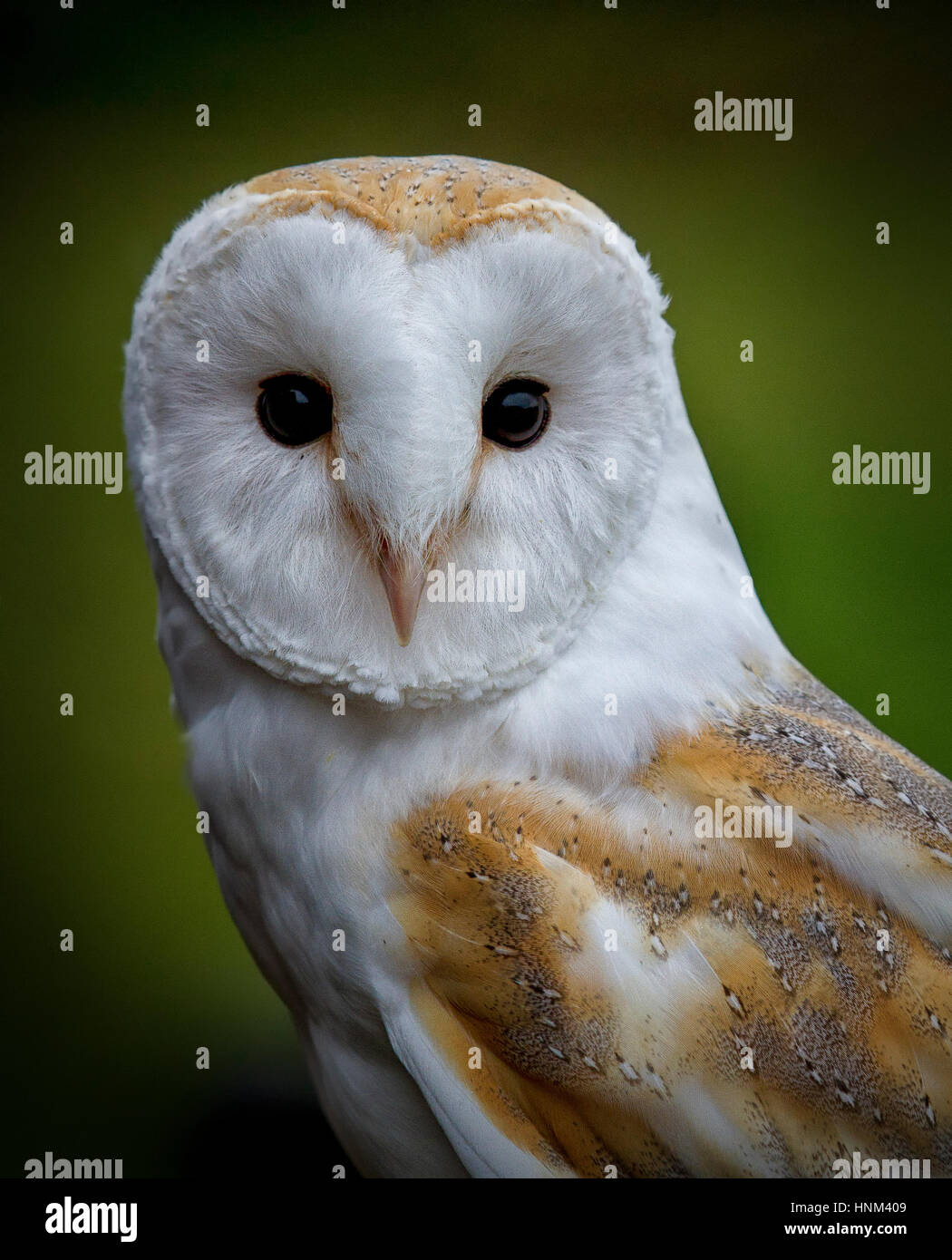 Owl field england hi-res stock photography and images - Alamy