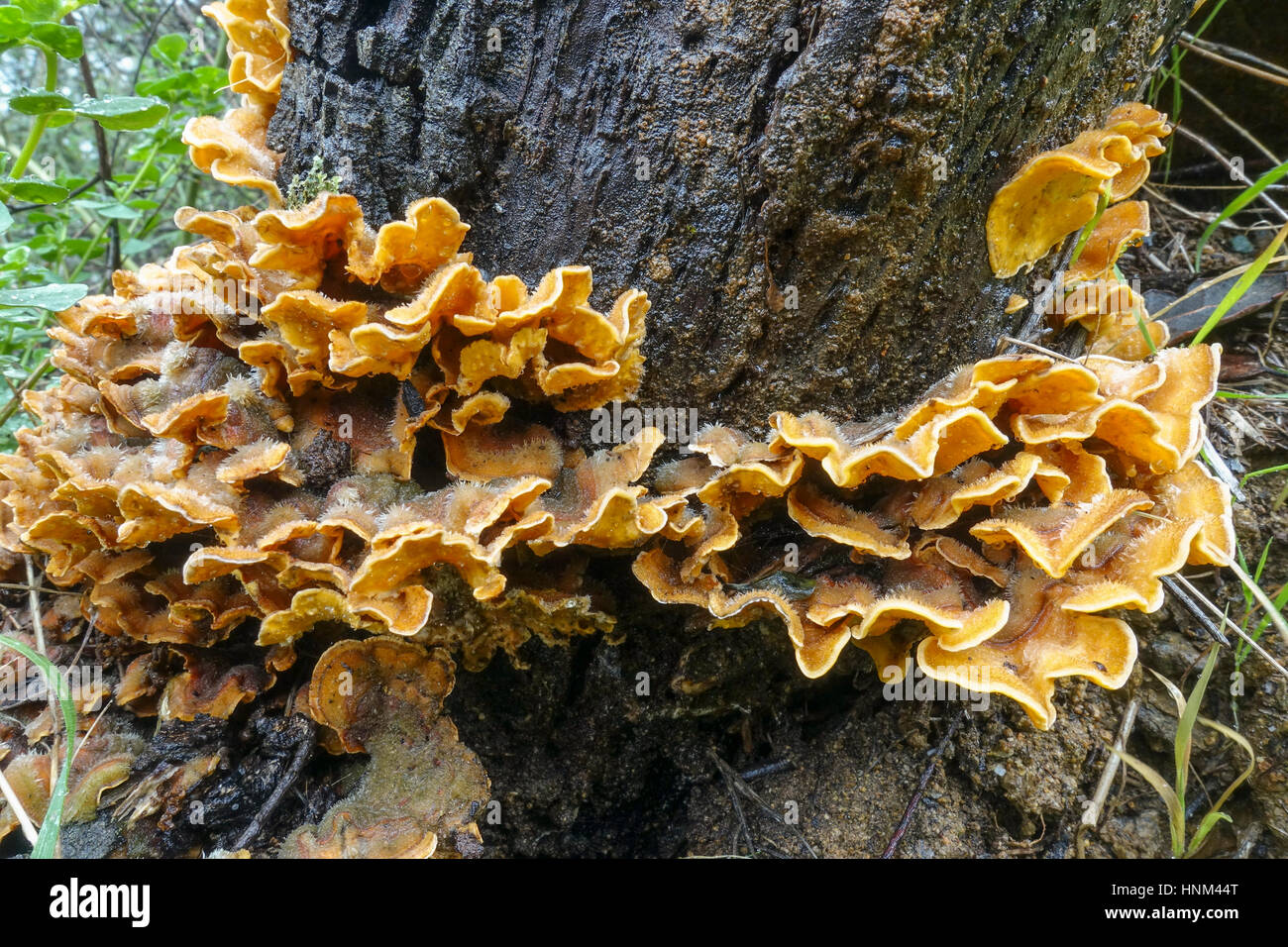 Hairy stereum fungus hi-res stock photography and images - Alamy