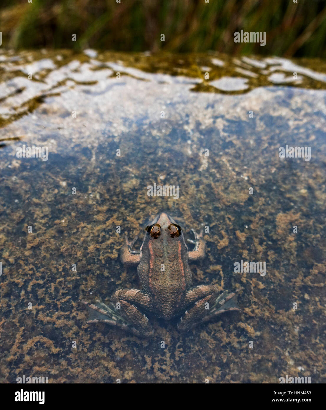 Iberian waterfrog hi-res stock photography and images - Alamy