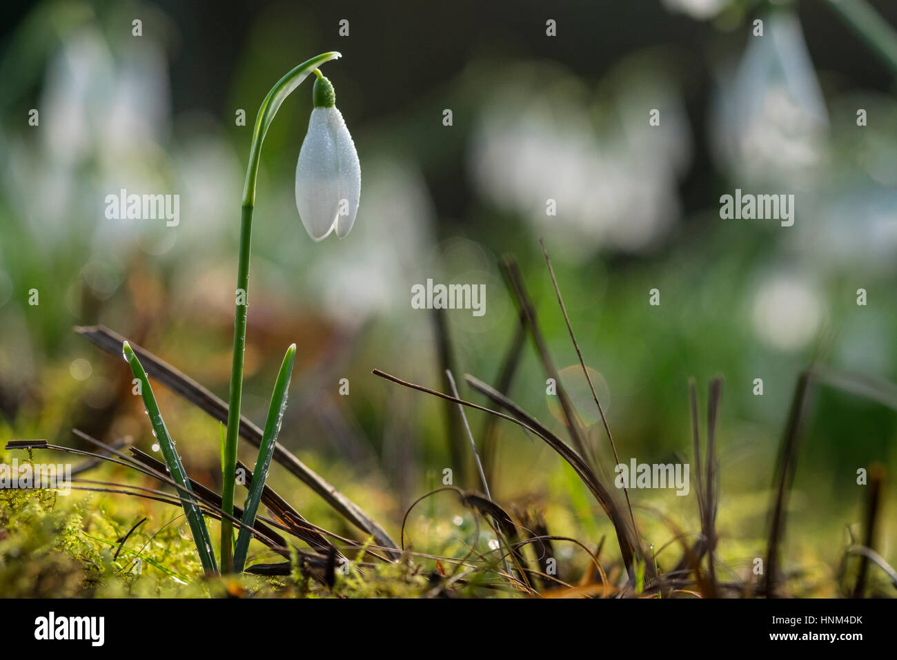 Hanging snowdrop flower hi-res stock photography and images - Alamy