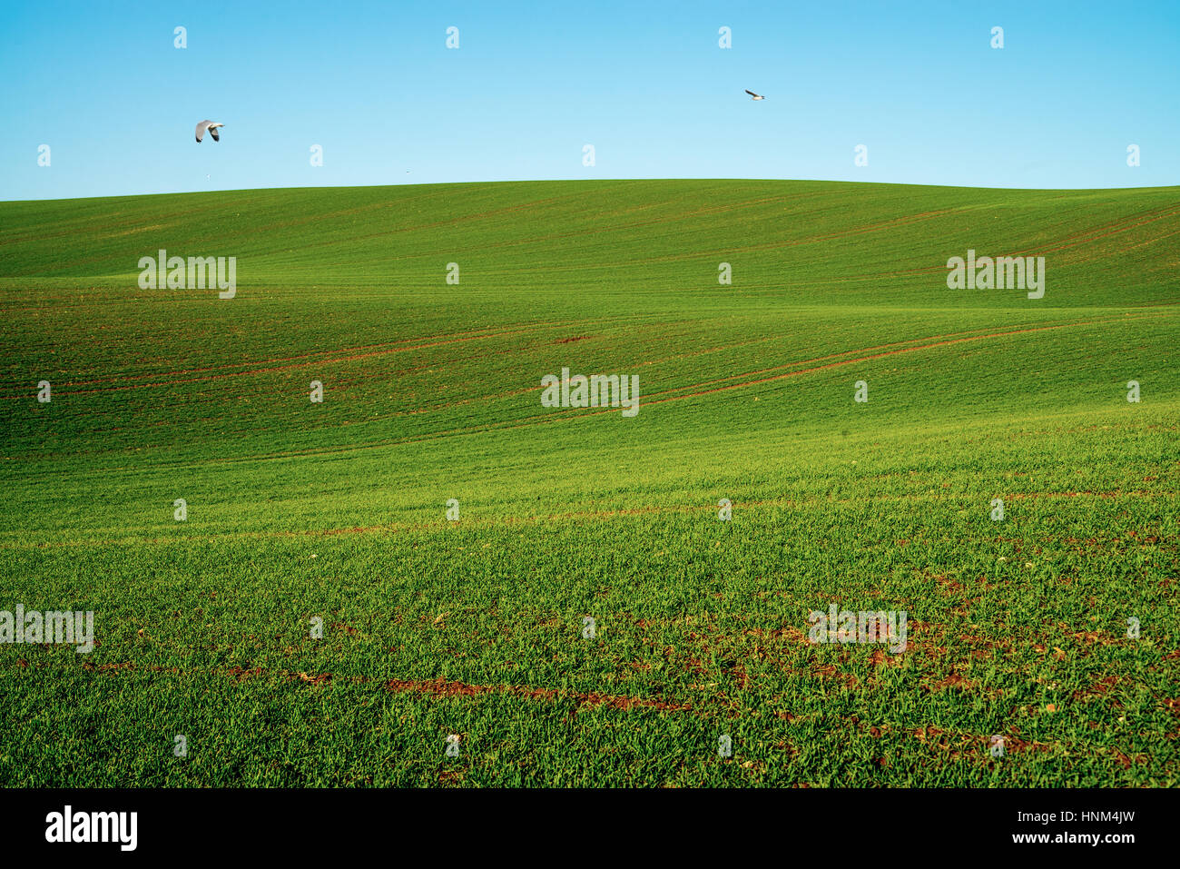 The danish mid-winter landscape Stock Photo - Alamy