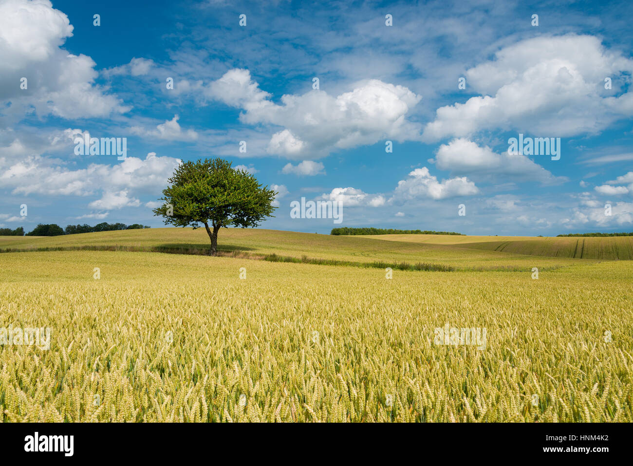 Lonely oak tree in the field Stock Photo - Alamy