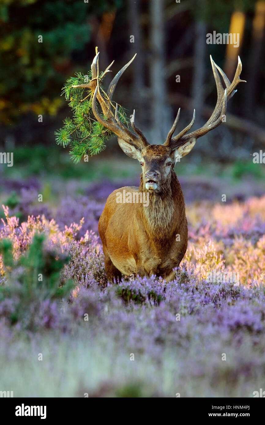 Red Deer, red deer, Rothirsch Stock Photo - Alamy