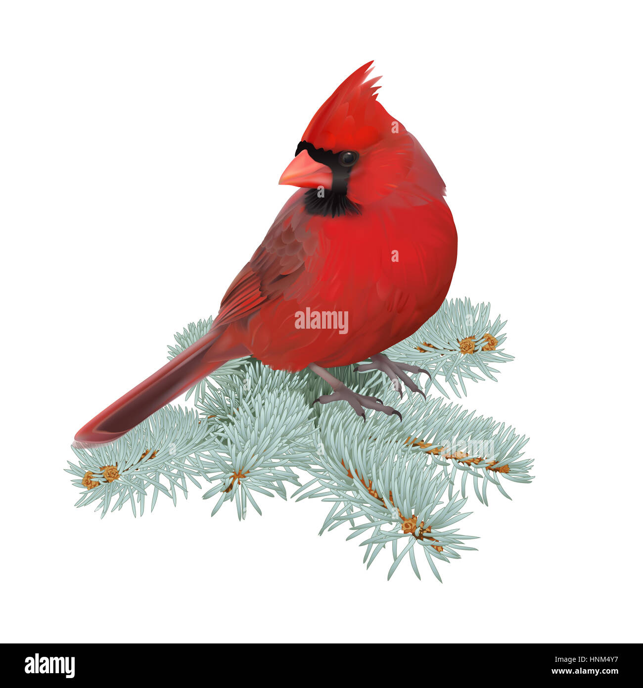 Cardinal Bird Cut Out Stock Images & Pictures - Alamy