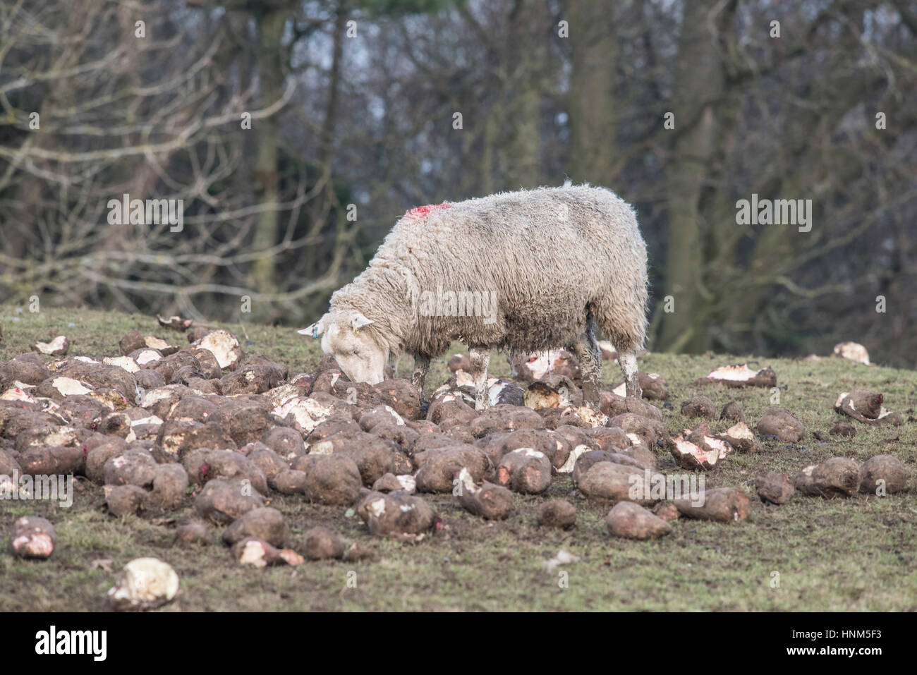 Ewe (female sheep) feeding on beet in winter. Aysgarth, Yorkshire Dales ...