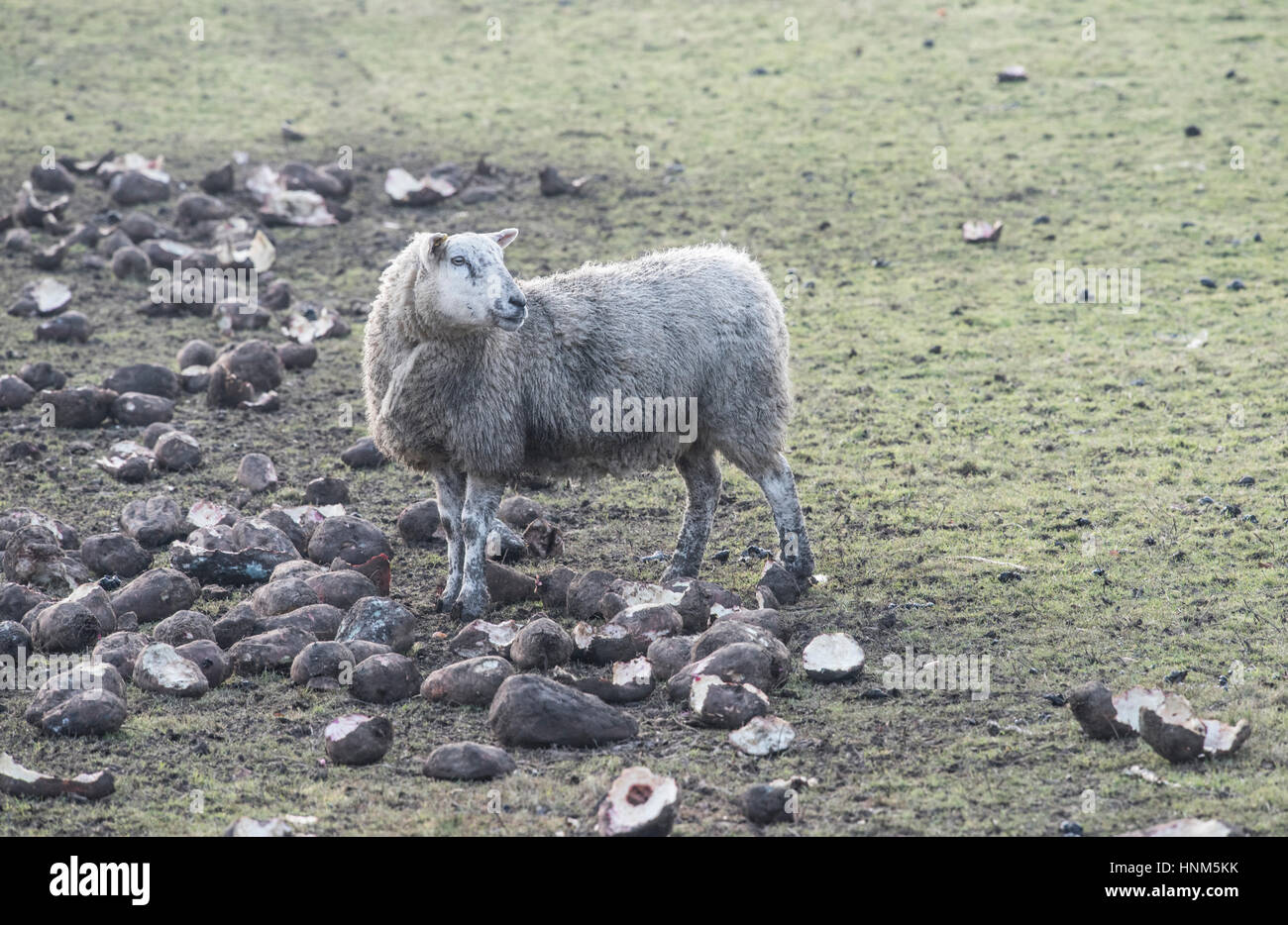 Sheep food supplement hi-res stock photography and images - Alamy