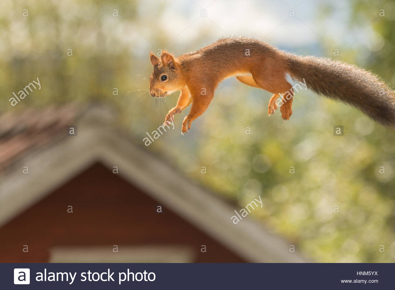 Flying Squirrel Stock Photos & Flying Squirrel Stock Images - Alamy