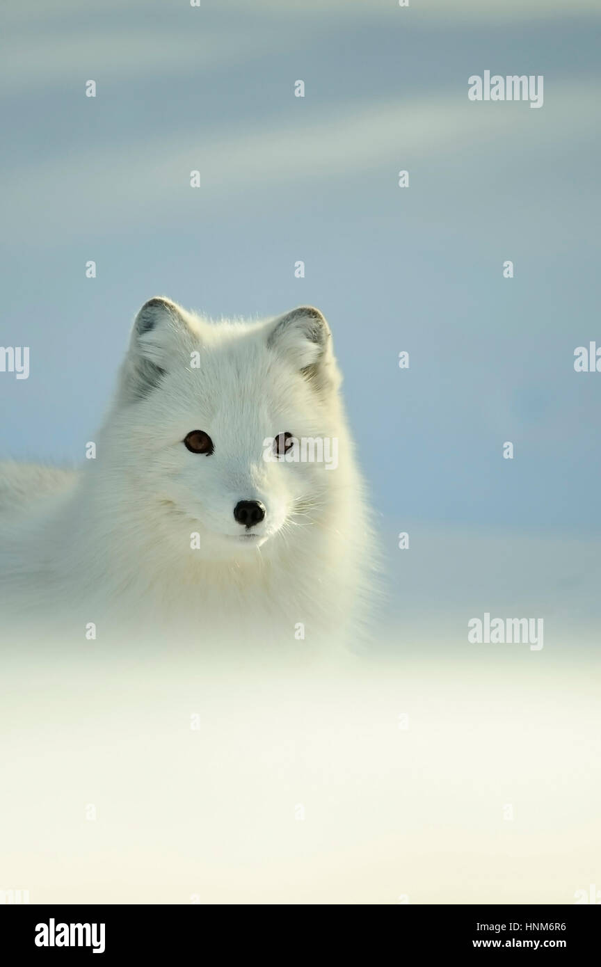 Arctic fox terrier hi-res stock photography and images - Alamy