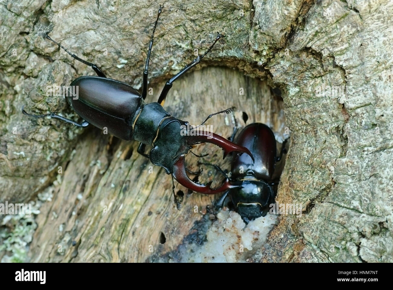 Stag beetle (Lucanus cervus) with the courtship display, Hirschkaefer ...