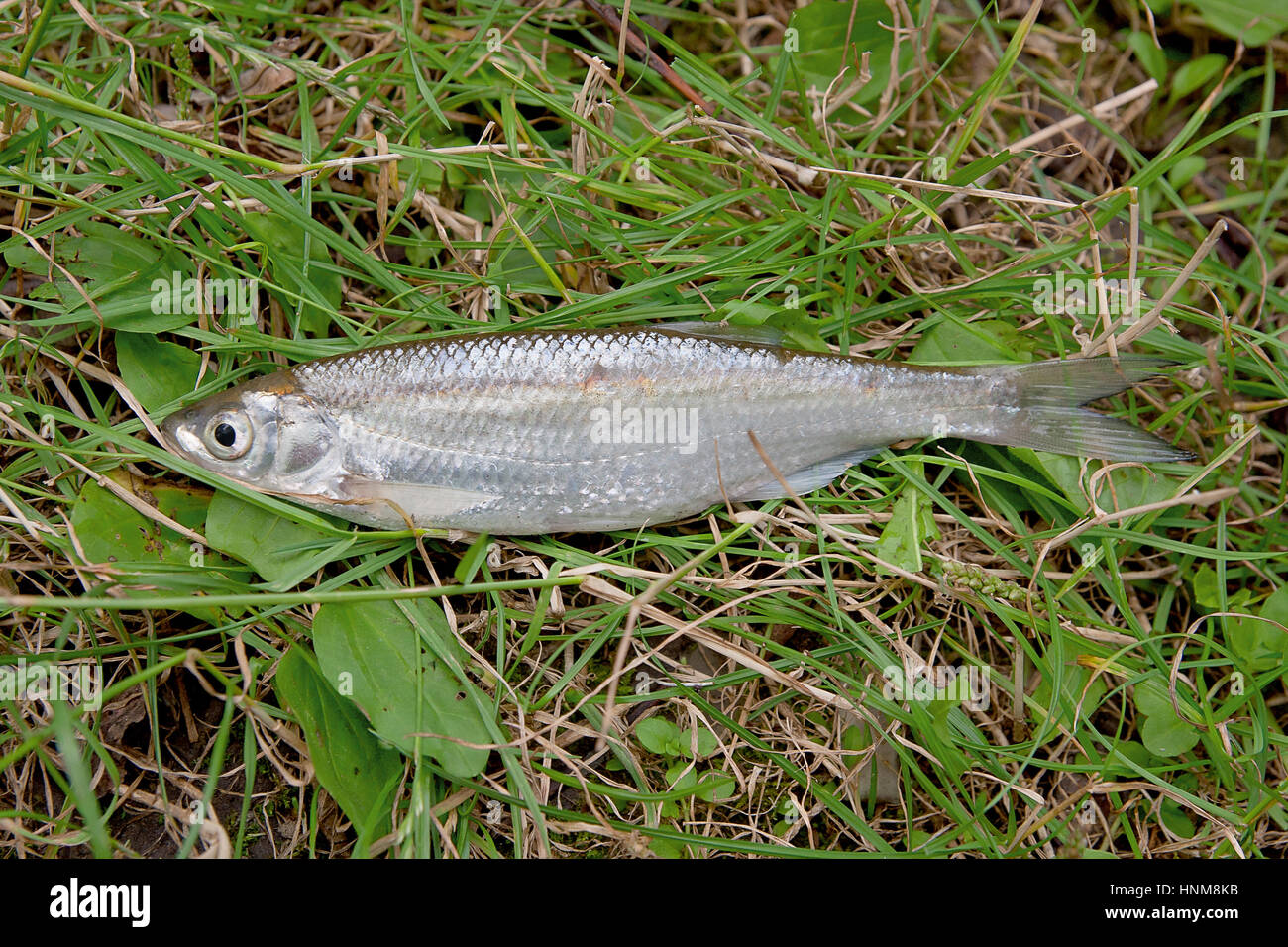 Freshwater fish just taken from the water. Bleak fish on natural ...