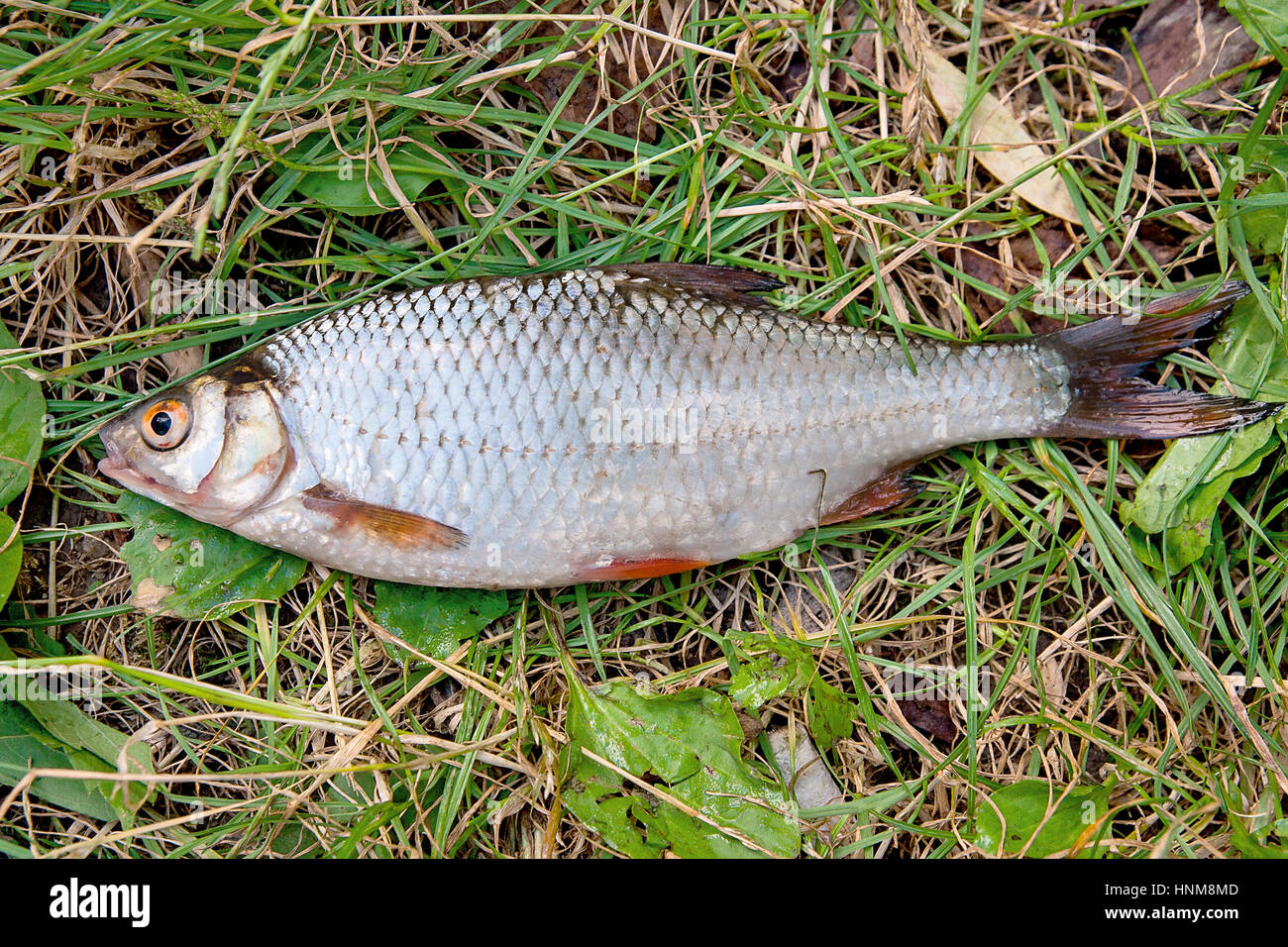 Freshwater fish just taken from the water. Several roach fish on green ...