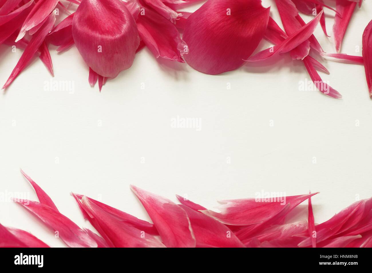 Horizontal pink peony border with white space for text in the middle ...