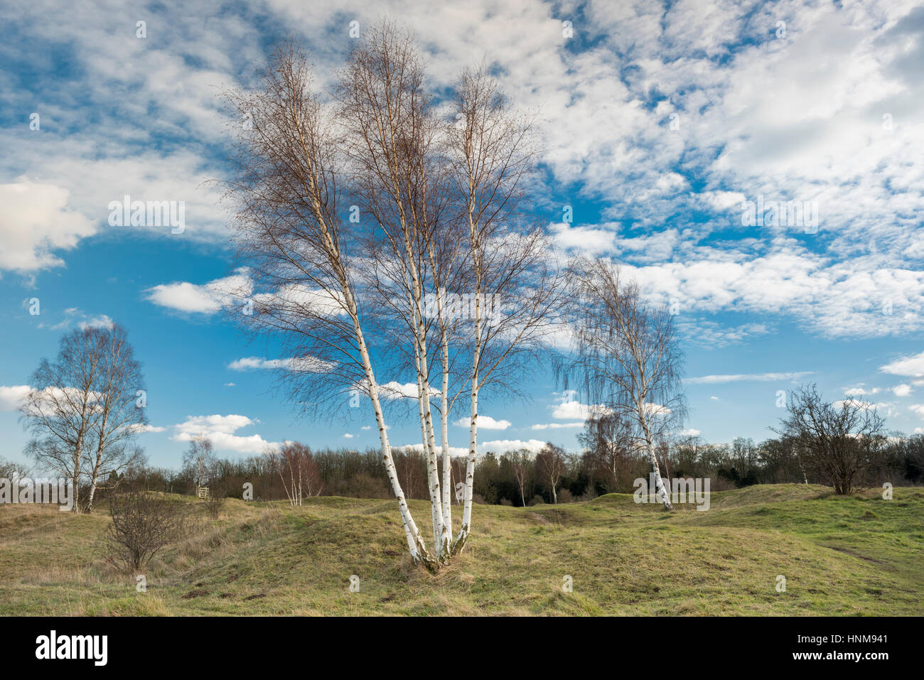 Birch Trees In Winter High Resolution Stock Photography and Images - Alamy