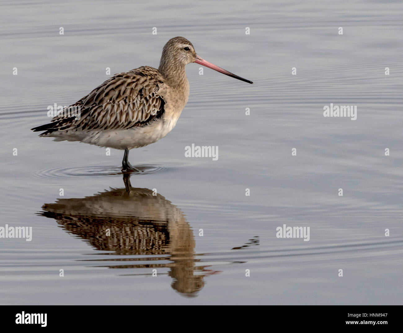 Amber status birds hi-res stock photography and images - Alamy